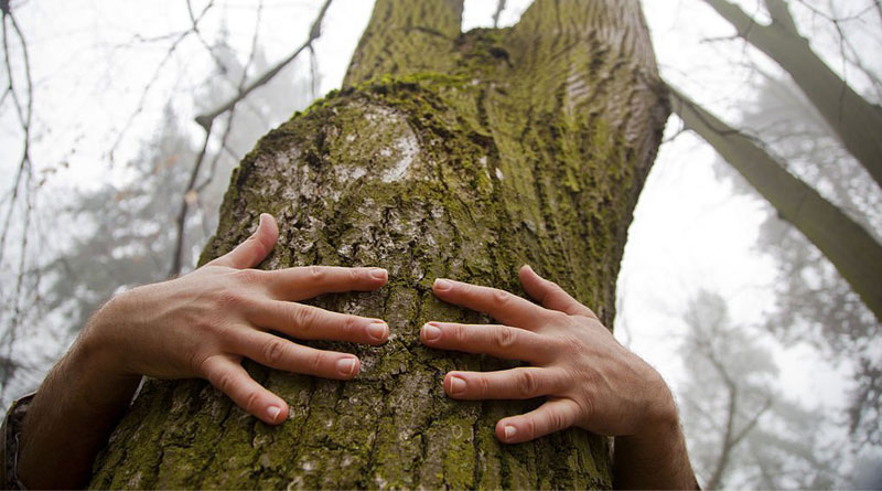 How to Climb a Tree with Bare Hands? - Climb Daily